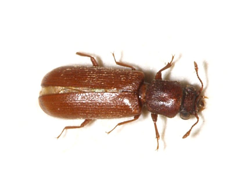 Traitement lyctus Paris et Ile de France | rodent3D